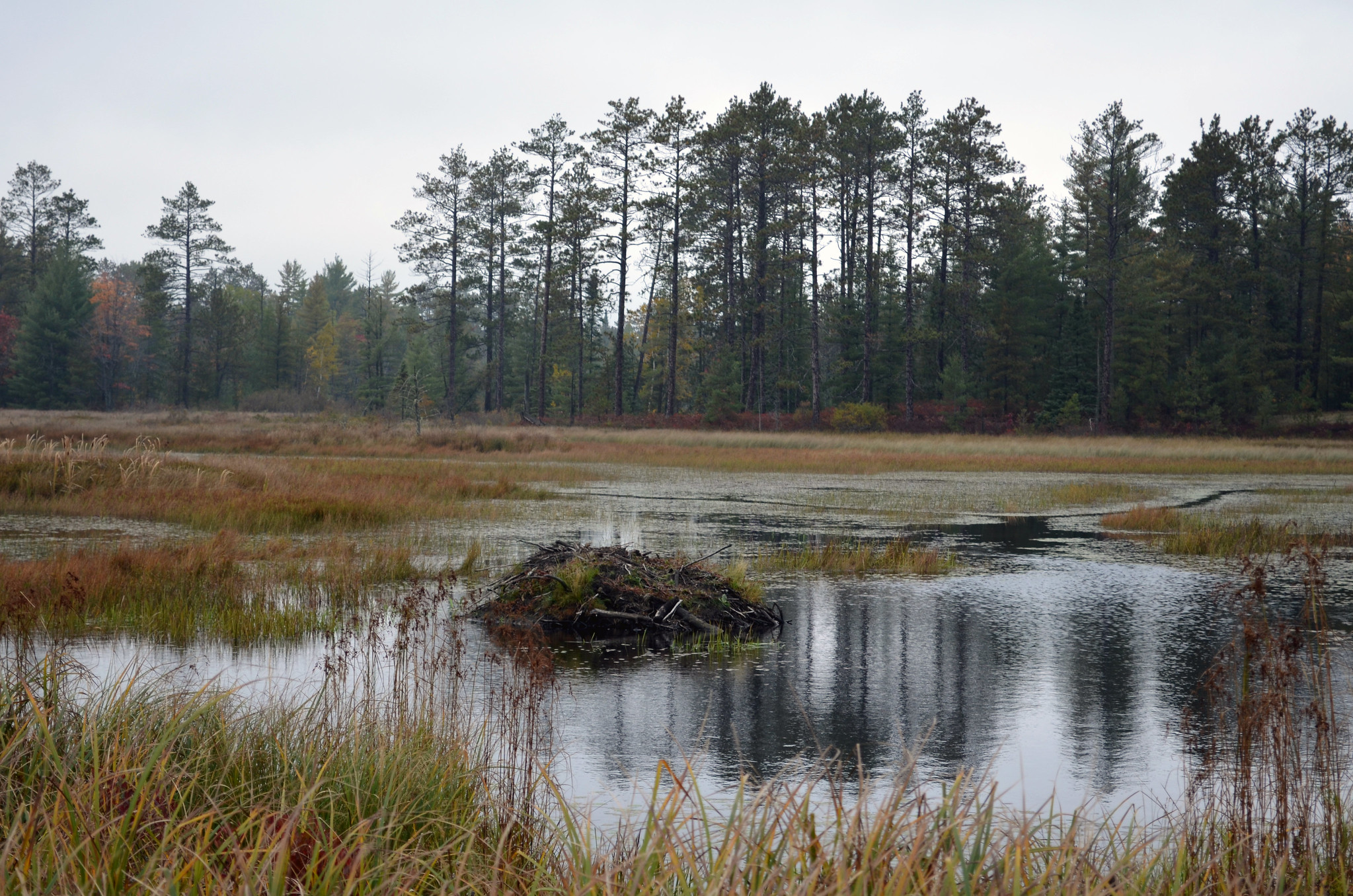Beavers And Biodiversity