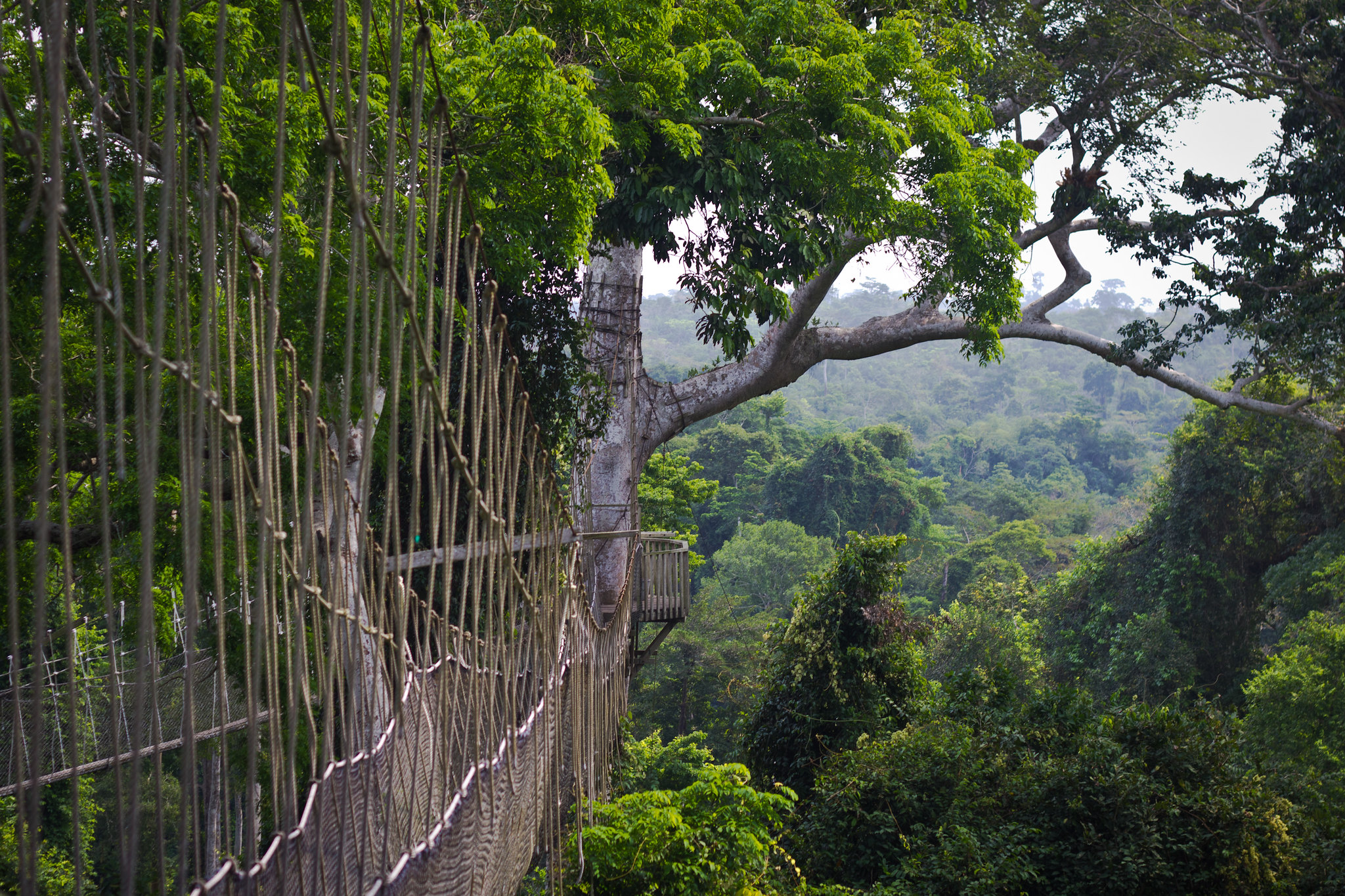 Disappearing Rainforests | Earth Wise