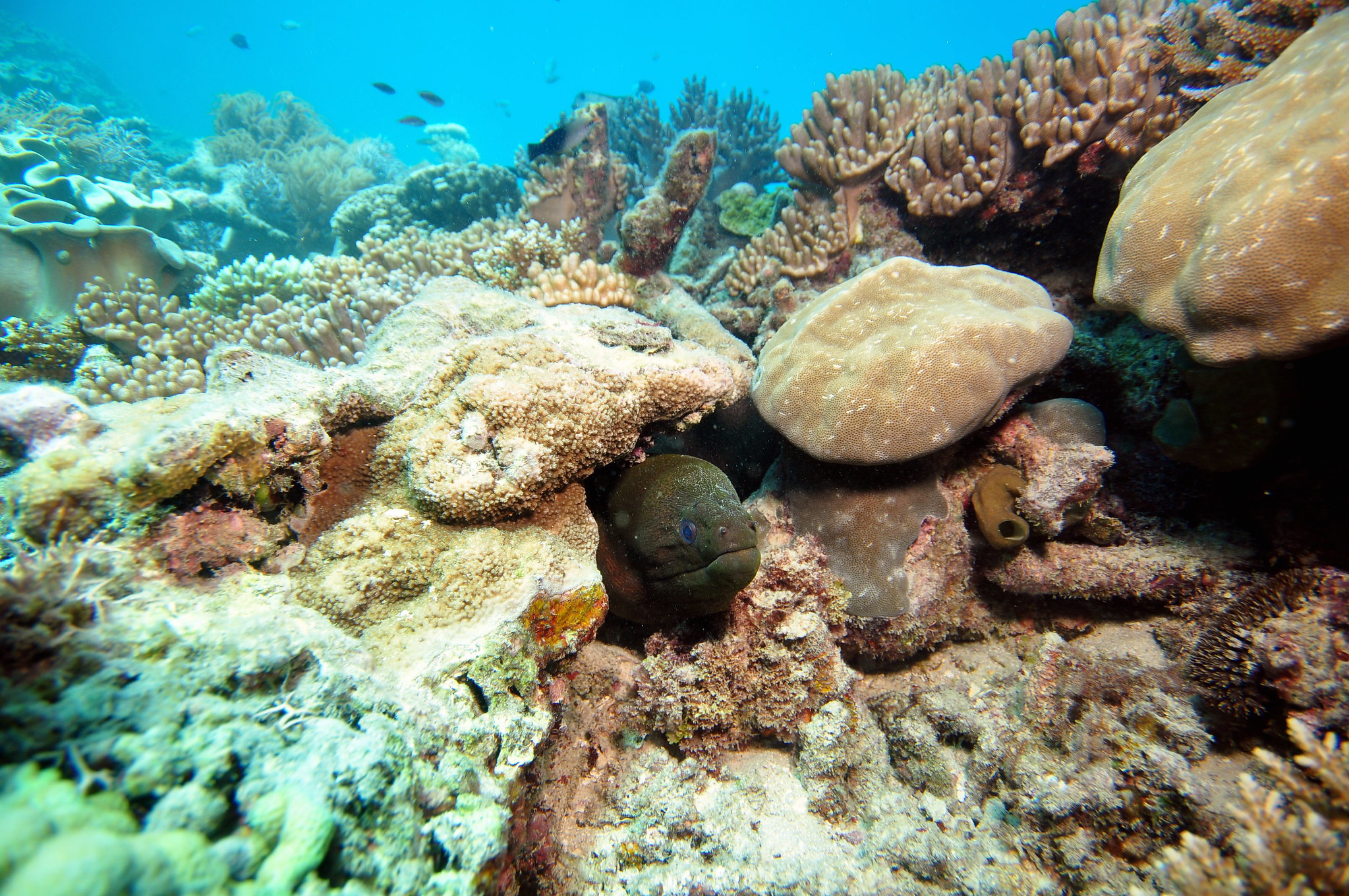 Offsetting Reef Acidification | Earth Wise