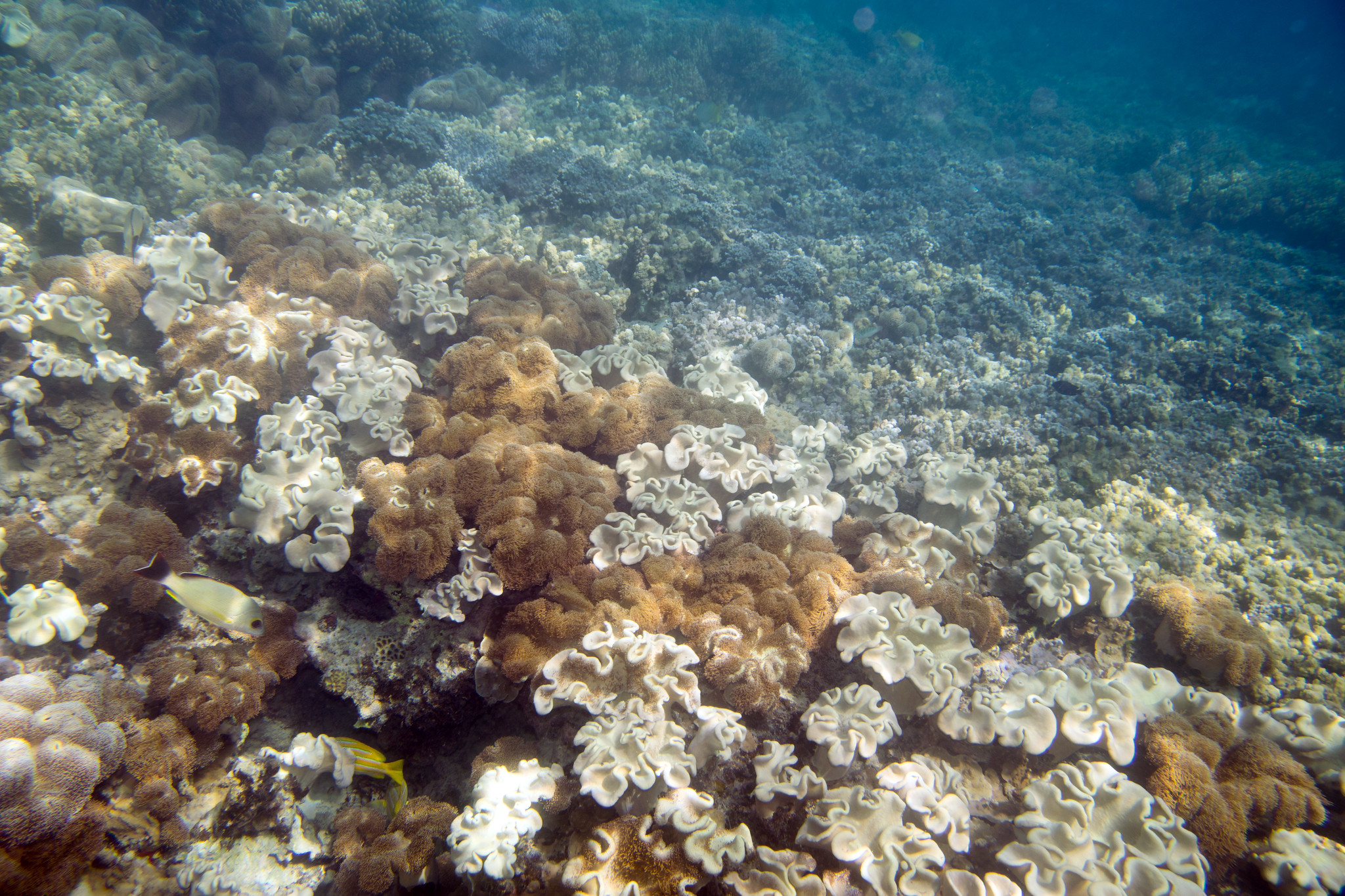 Marine Heat Waves | Earth Wise