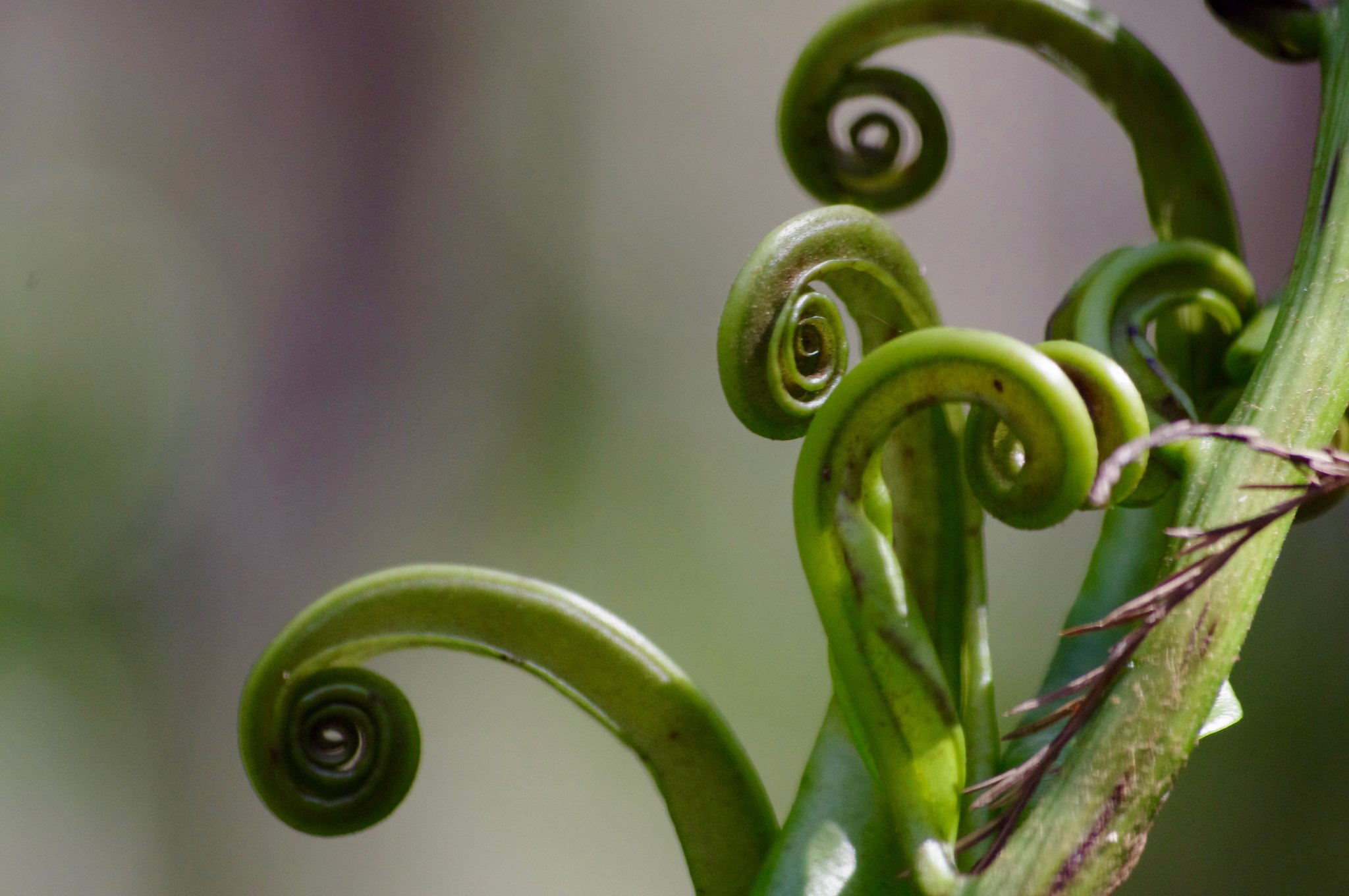 A fern-based insecticide