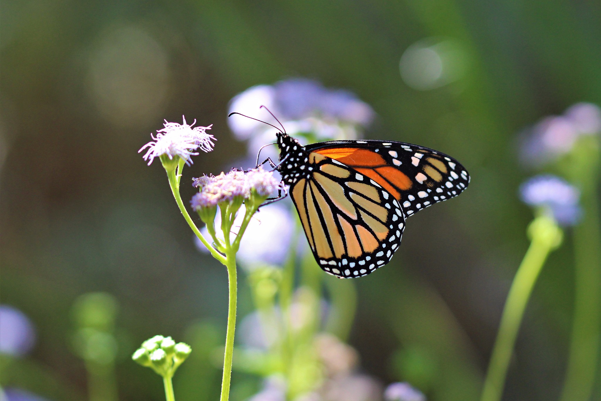 Confusion about monarch butterflies