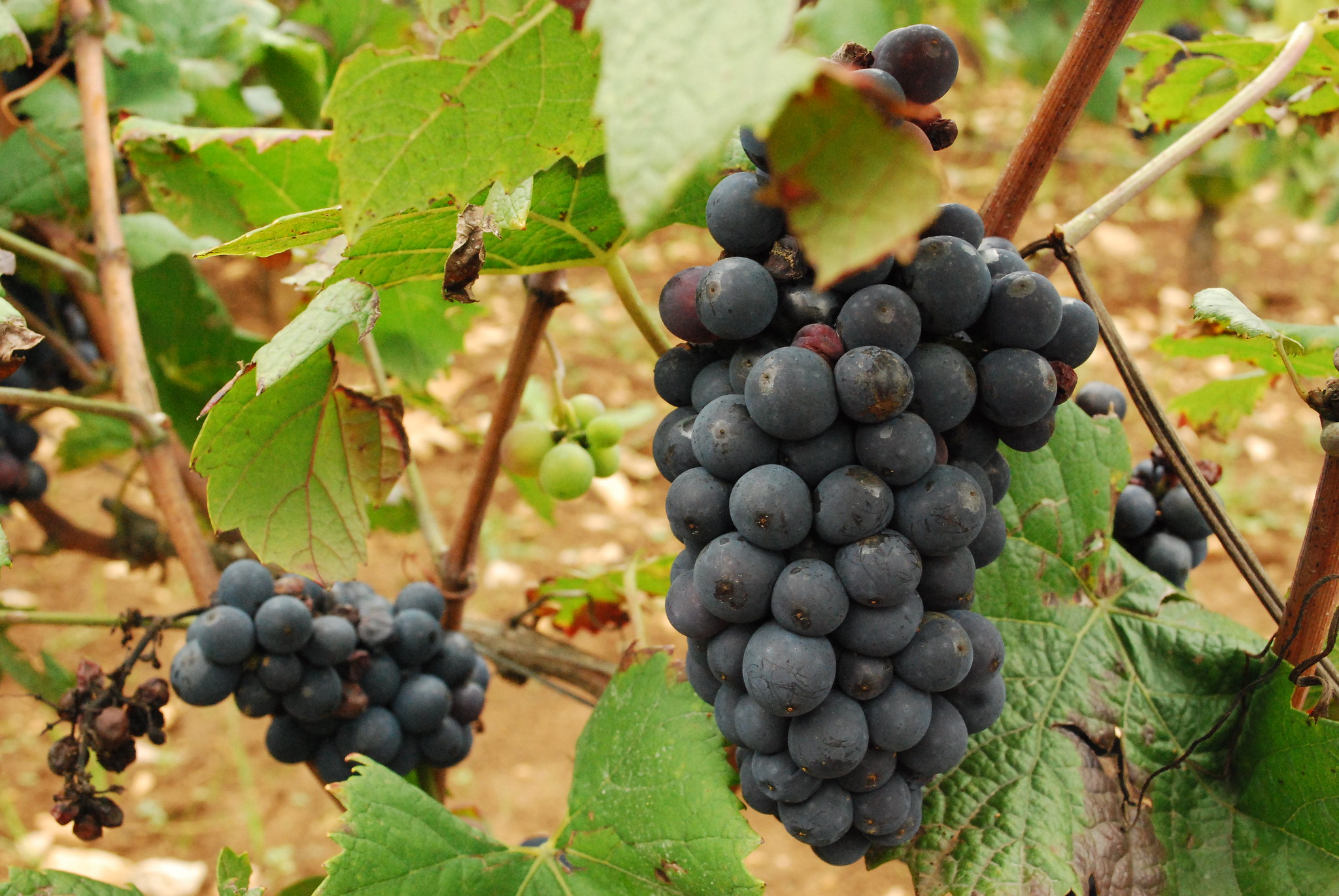 Winegrowing regions and climate change